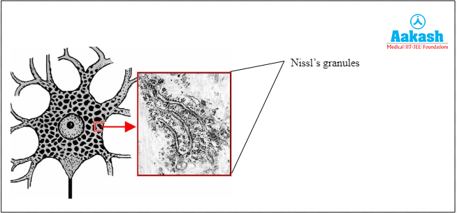Neural Tissue Diagram, Function, Neuroglial Cells & Nervous System | AESL